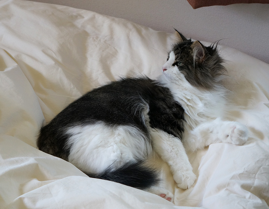 やっと納車に: オートバイと八ヶ岳